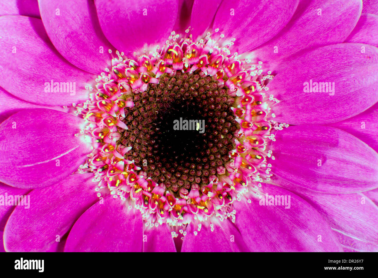 Gerbera germini flower hi-res stock photography and images - Alamy