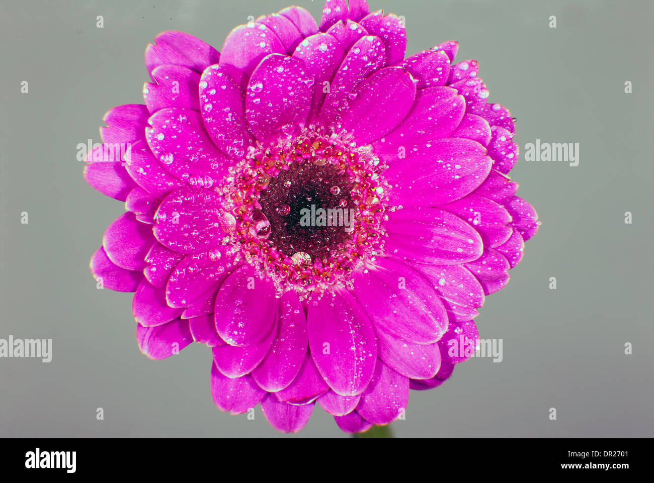 Gerbera germini flower hi-res stock photography and images - Alamy