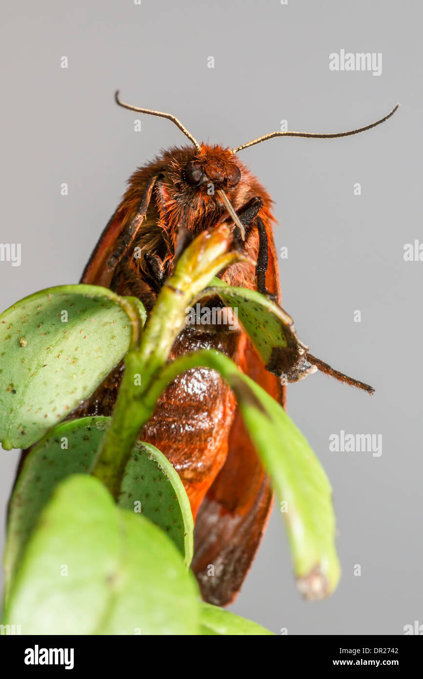 The Ruby Tiger , Phragmatobia fuliginosa Stock Photo - Alamy