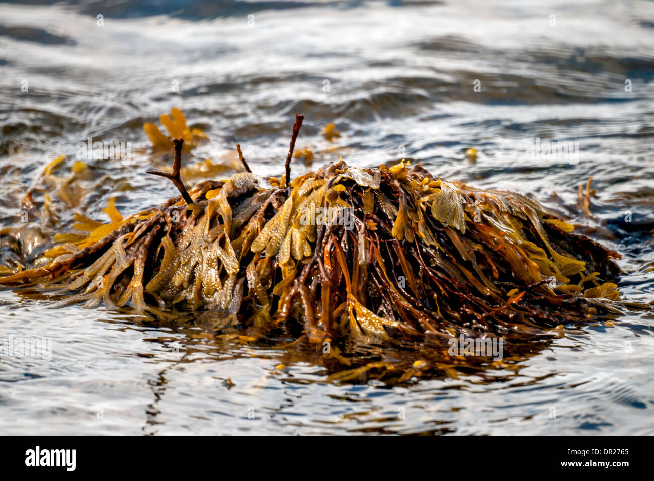 Some seaweed on a rock breaking the surface Stock Photo - Alamy