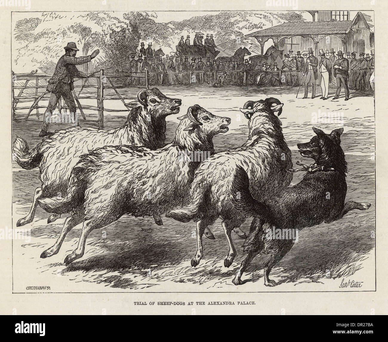 SHEEP DOG TRIAL IN 1876 Stock Photo - Alamy