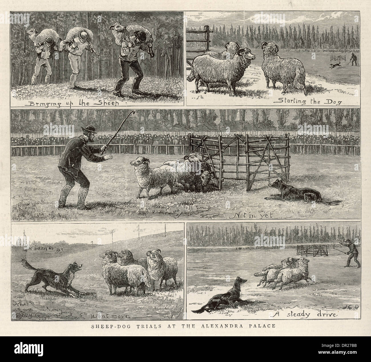 Sheepdog trials hi-res stock photography and images - Alamy