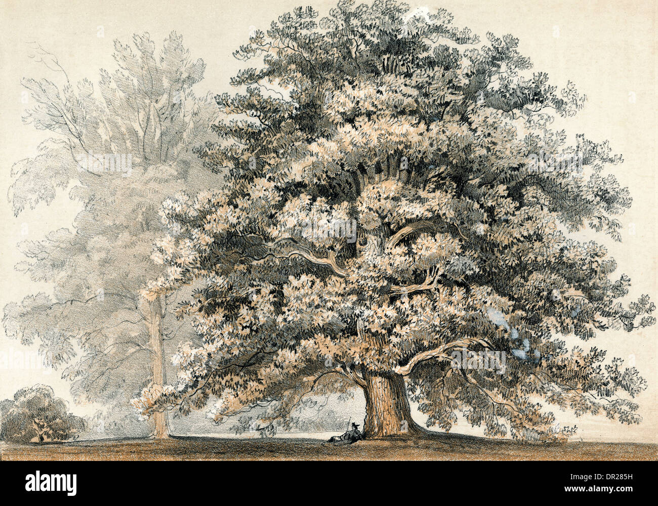 Hindsii hi-res stock photography and images - Alamy