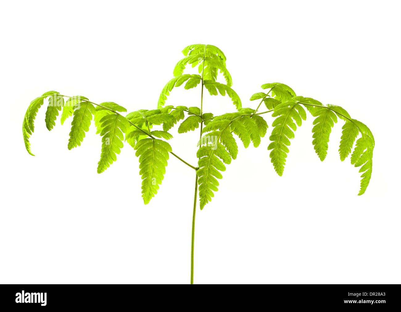 Common Oak Fern on a white background Stock Photo - Alamy