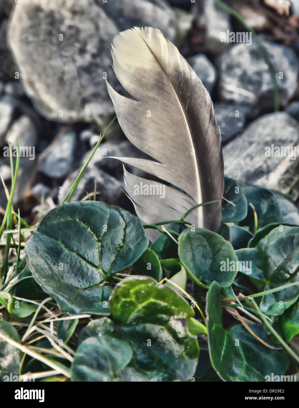 This upright Feather stood amongst Scurvygrass leaves Stock Photo - Alamy