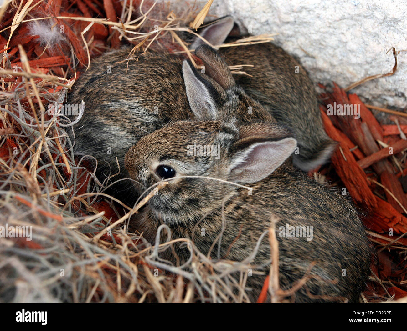 Baby rabbits in nest hi-res stock photography and images - Alamy