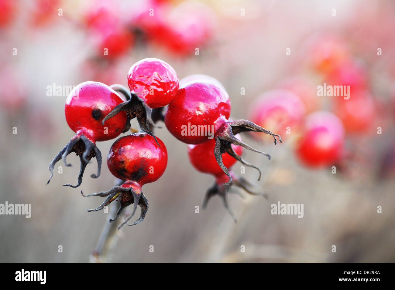 Red hips hi-res stock photography and images - Alamy