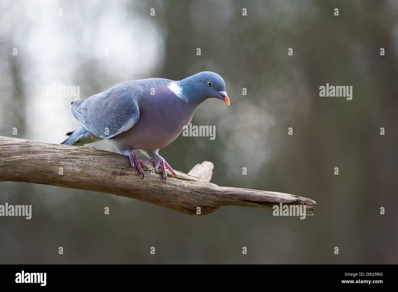 Common wood pigeon in nature environment Stock Photo - Alamy