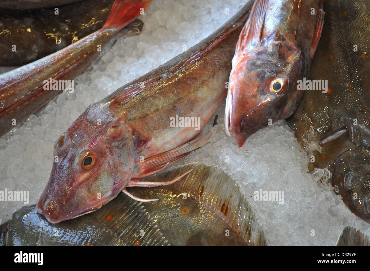 Fishmonger shop hi-res stock photography and images - Alamy