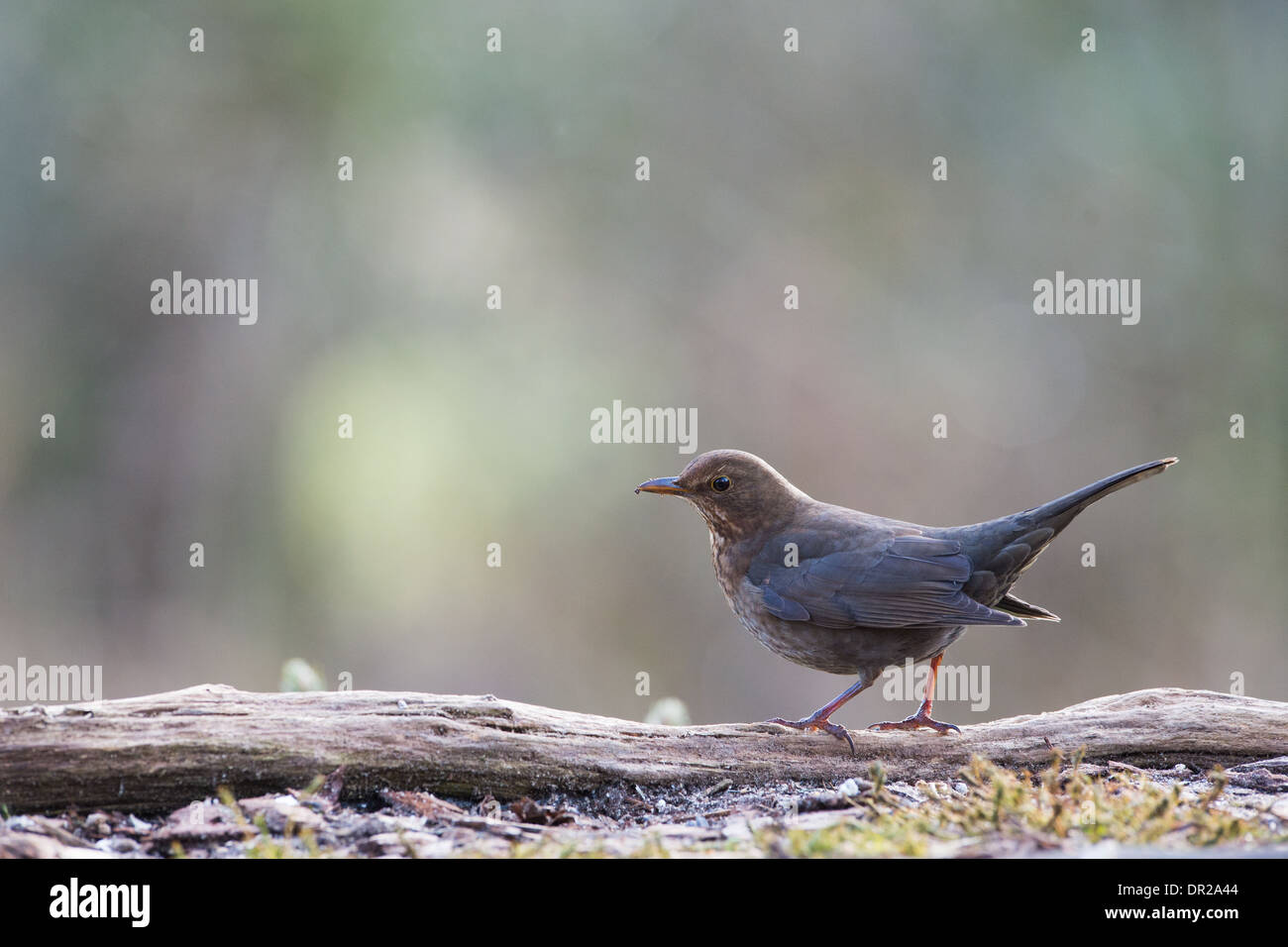 female common blackbird in nature Stock Photo - Alamy