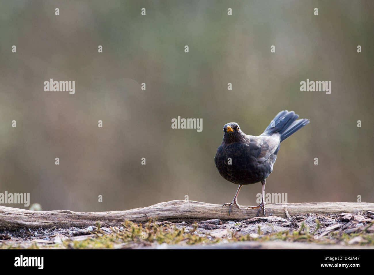 male common blackbird in nature Stock Photo - Alamy