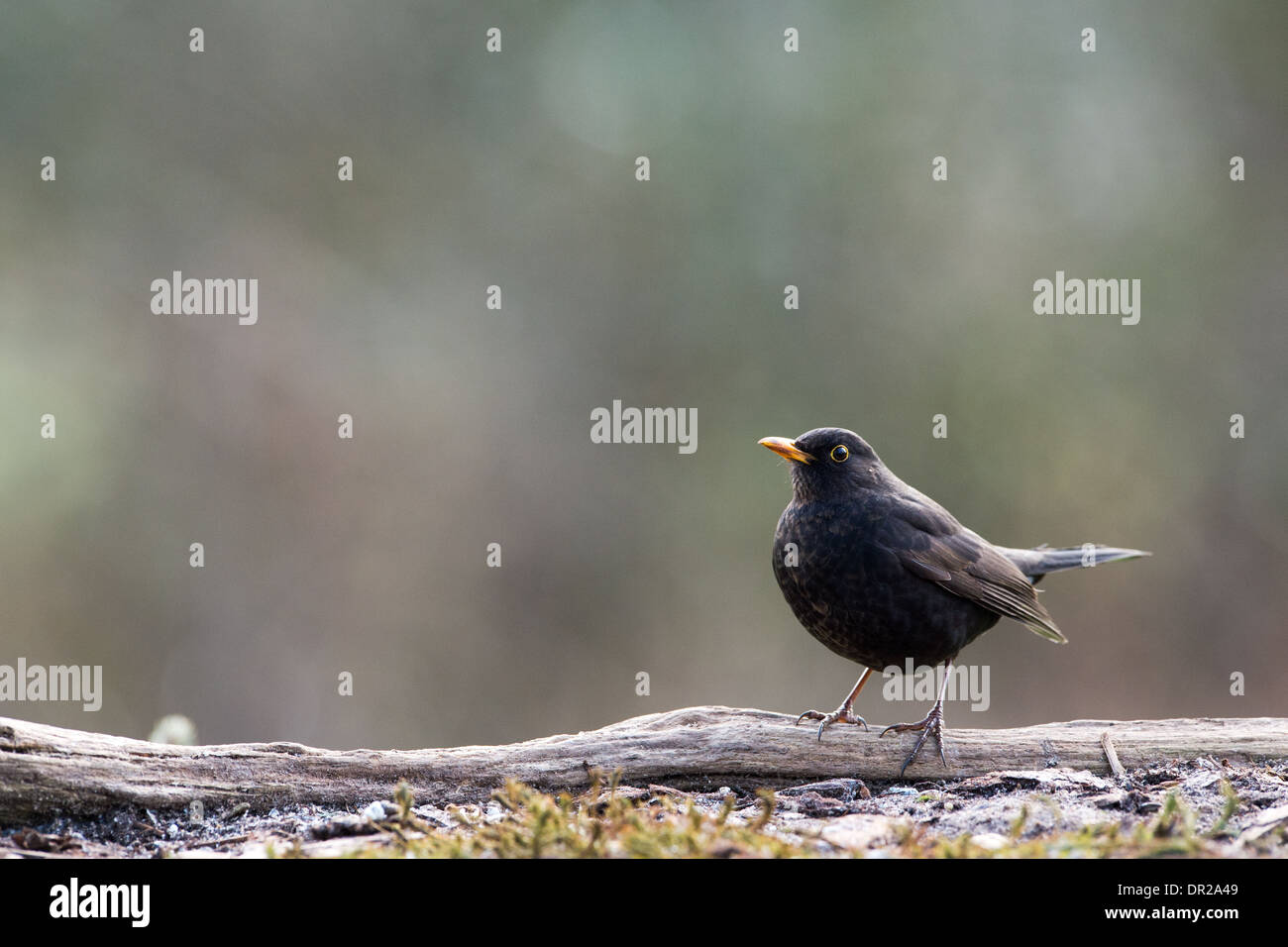 Blackbird in nature hi-res stock photography and images - Alamy