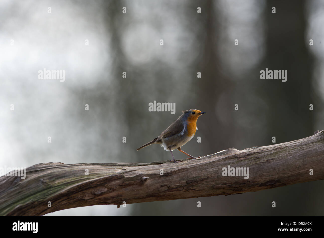 European Robin on tree branch Stock Photo - Alamy