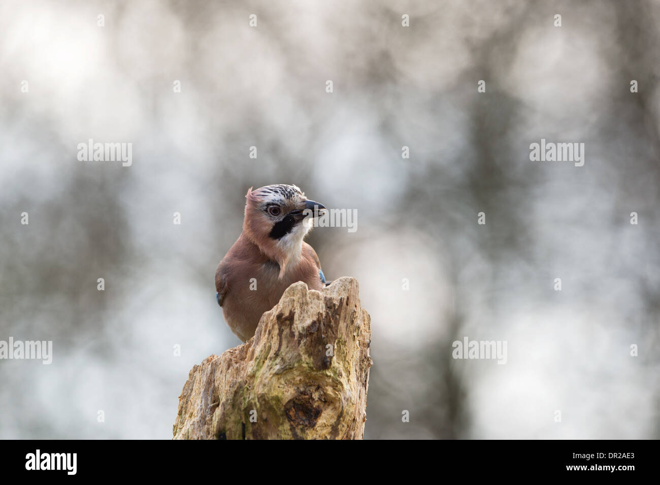 Jay in nature hi-res stock photography and images - Alamy