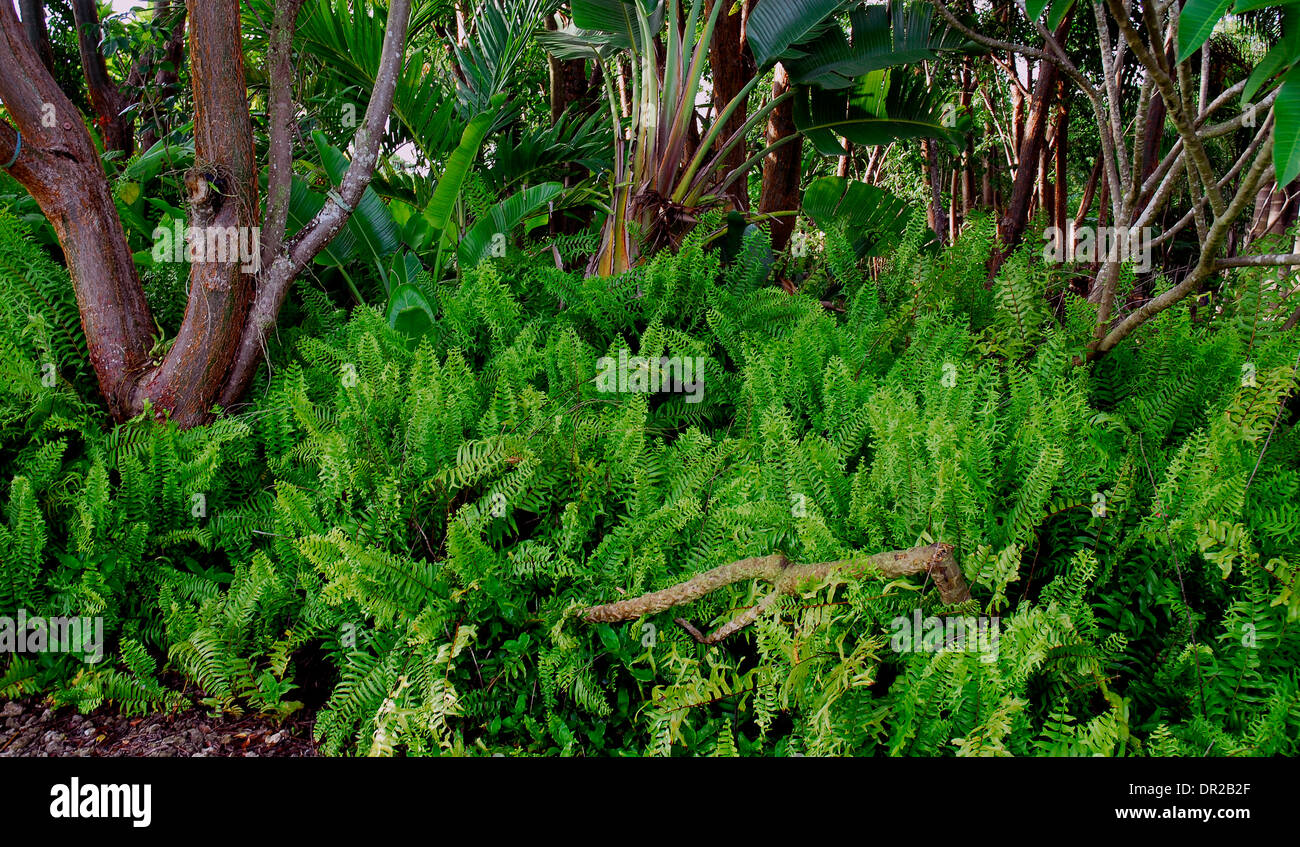 Fishtail hi-res stock photography and images - Alamy