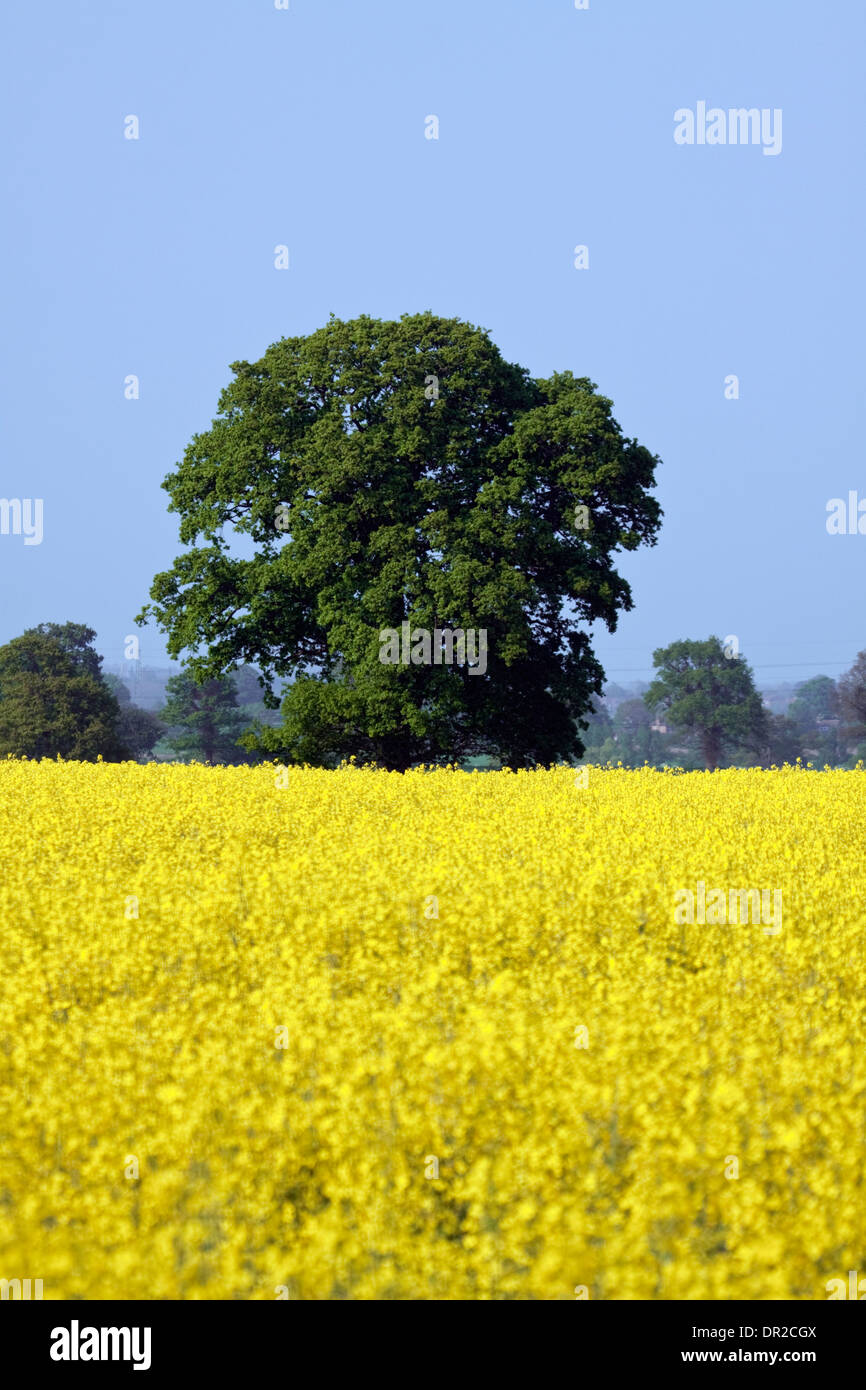 Oil seed rape in full flower with oak tree in background Stock Photo ...