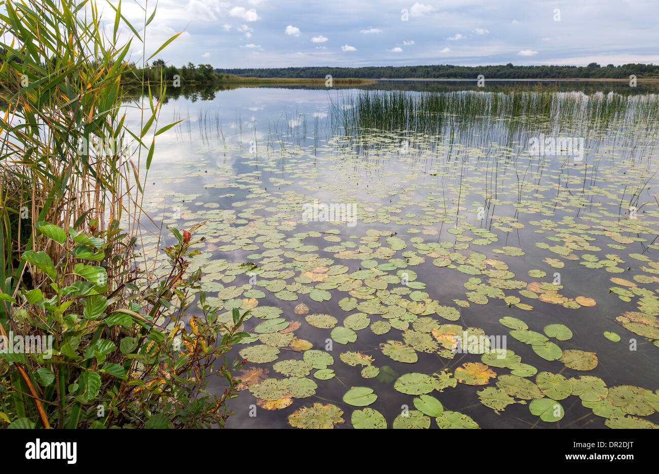 Summer landscape with lake Stock Photo - Alamy