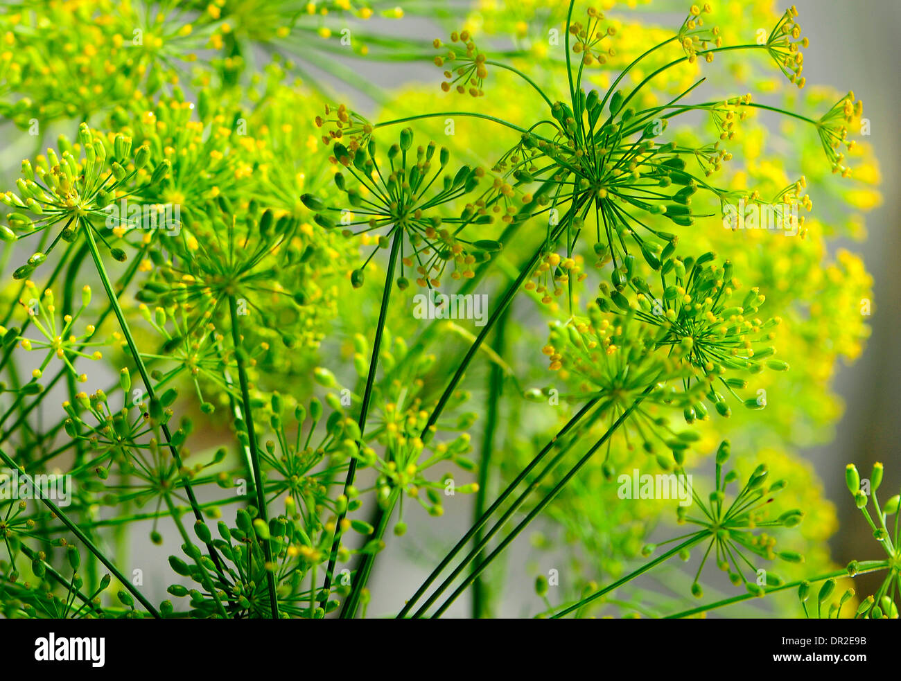 Dill in Bloom Stock Photo - Alamy