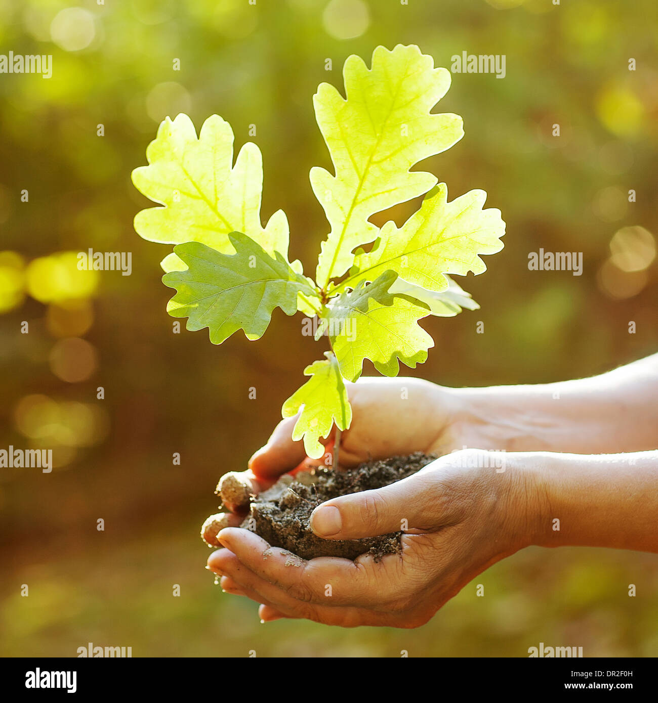 Oak sapling in hands. The leaves of rays of sunlight Stock Photo - Alamy