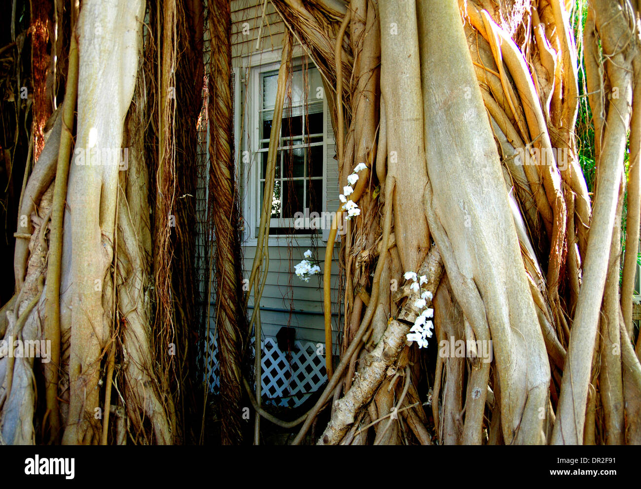 Banyan Tree Grows Around a House Stock Photo - Alamy