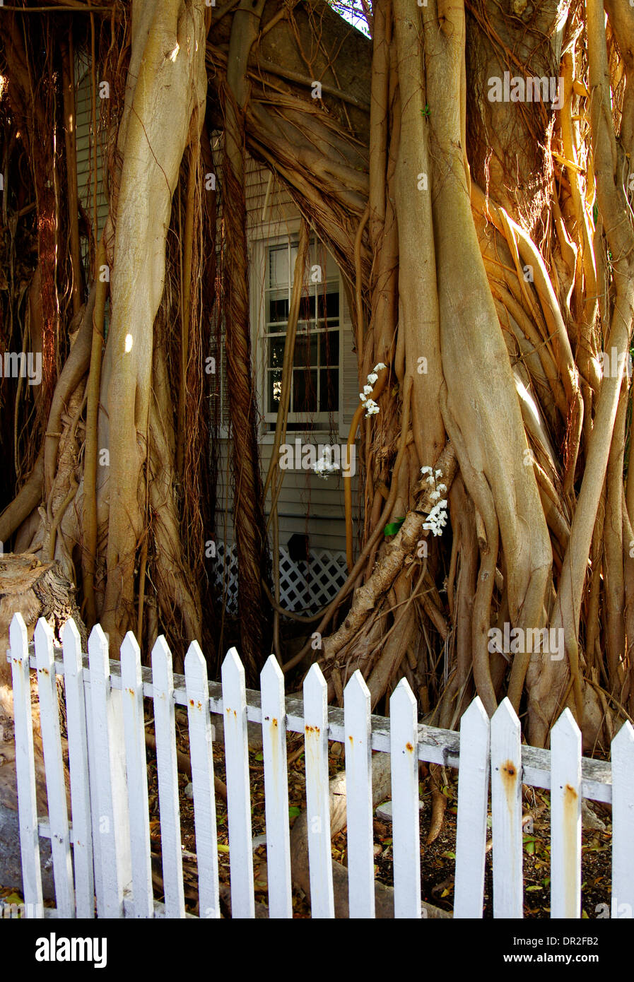 Tree Roots House High Resolution Stock Photography and Images - Alamy