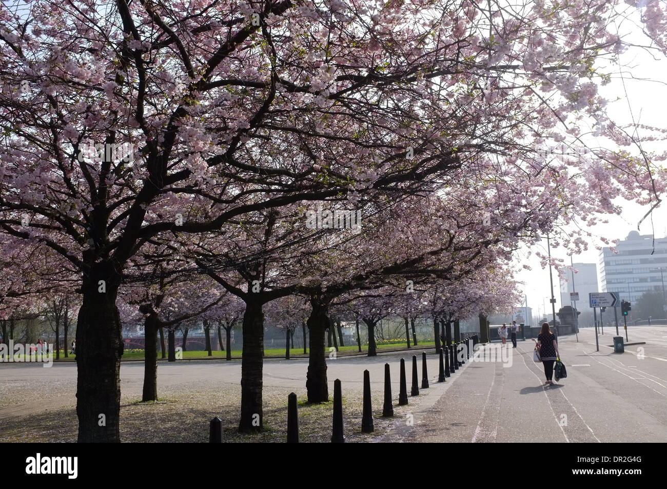 Pink leaved trees outside Glasgow Green. Glasgow, Scotland, UK Stock ...