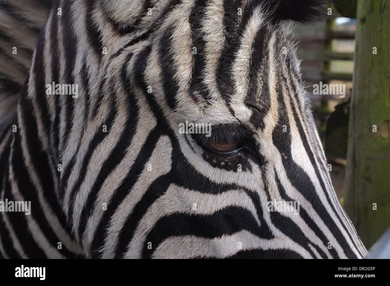 A close up of a Zebras eye Stock Photo - Alamy