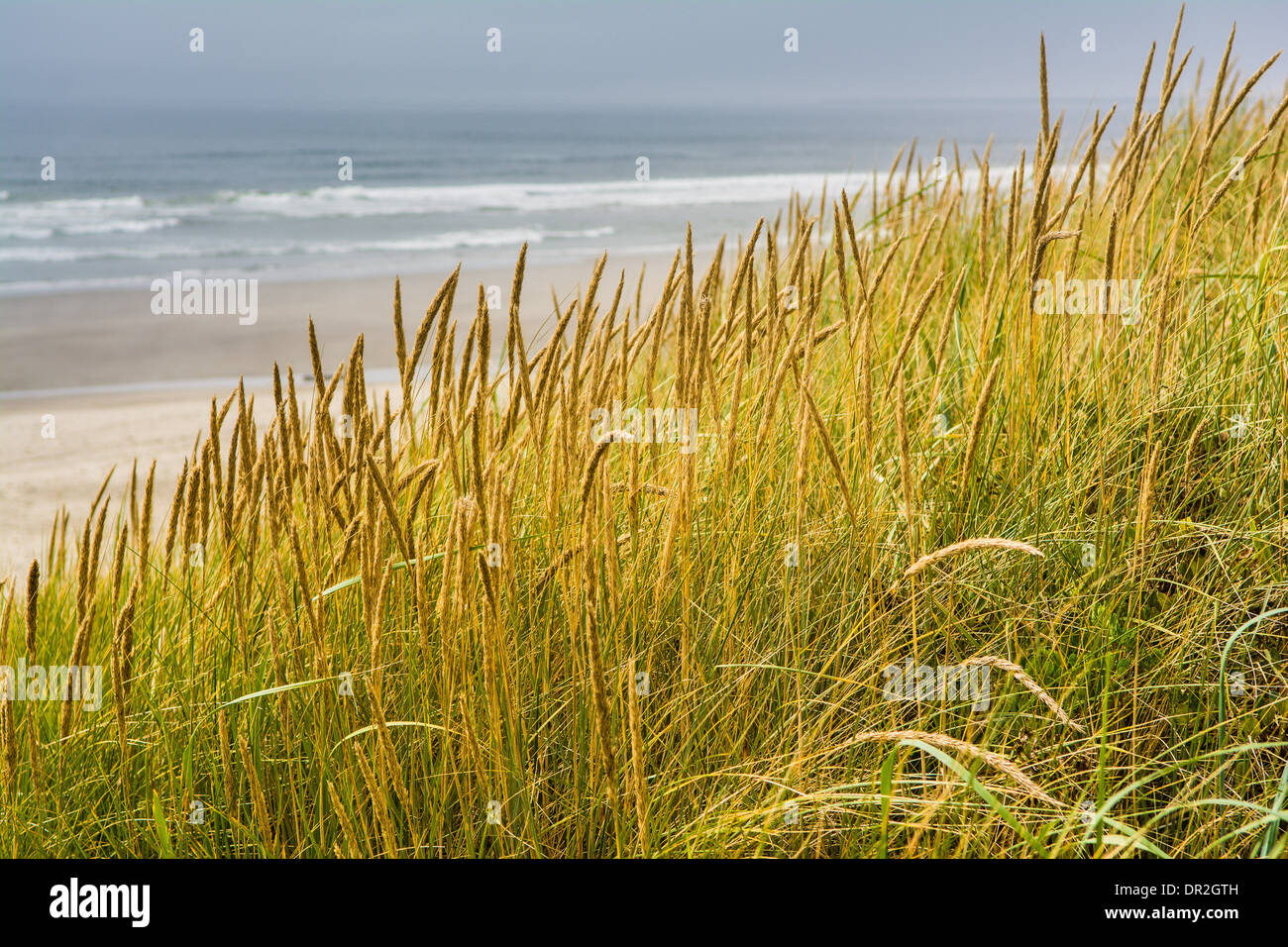 Grasses growing on sand dunes along the Pacific Northwest shoreline ...