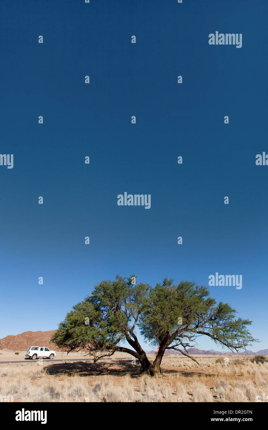 Big tree in Namib desert, Namibia, Africa Stock Photo - Alamy