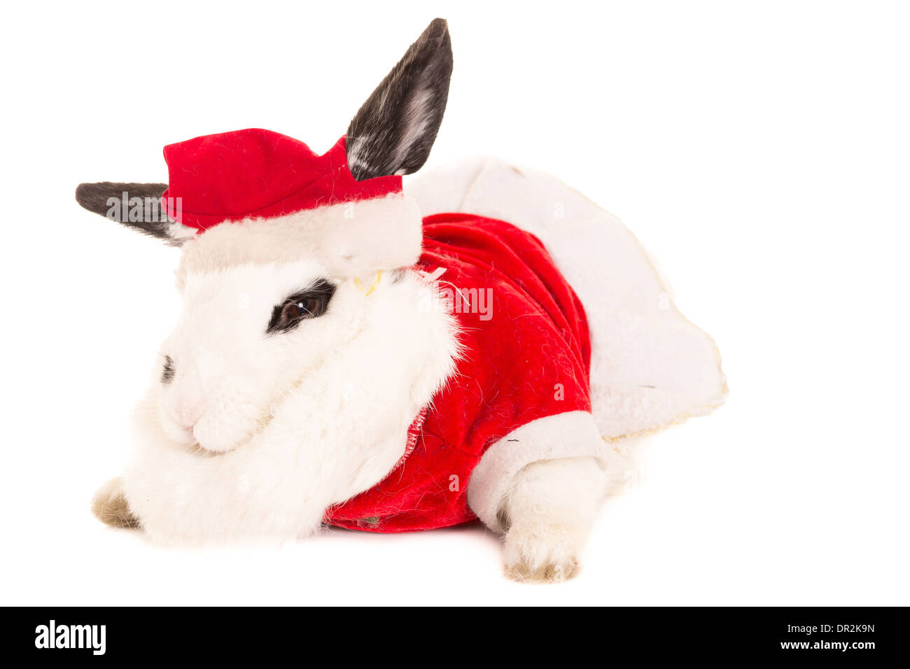 Rabbit christmas costume Cut Out Stock Images & Pictures - Alamy