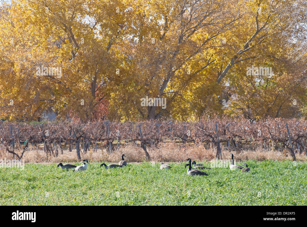 Albuquerque autumn fall hi-res stock photography and images - Alamy