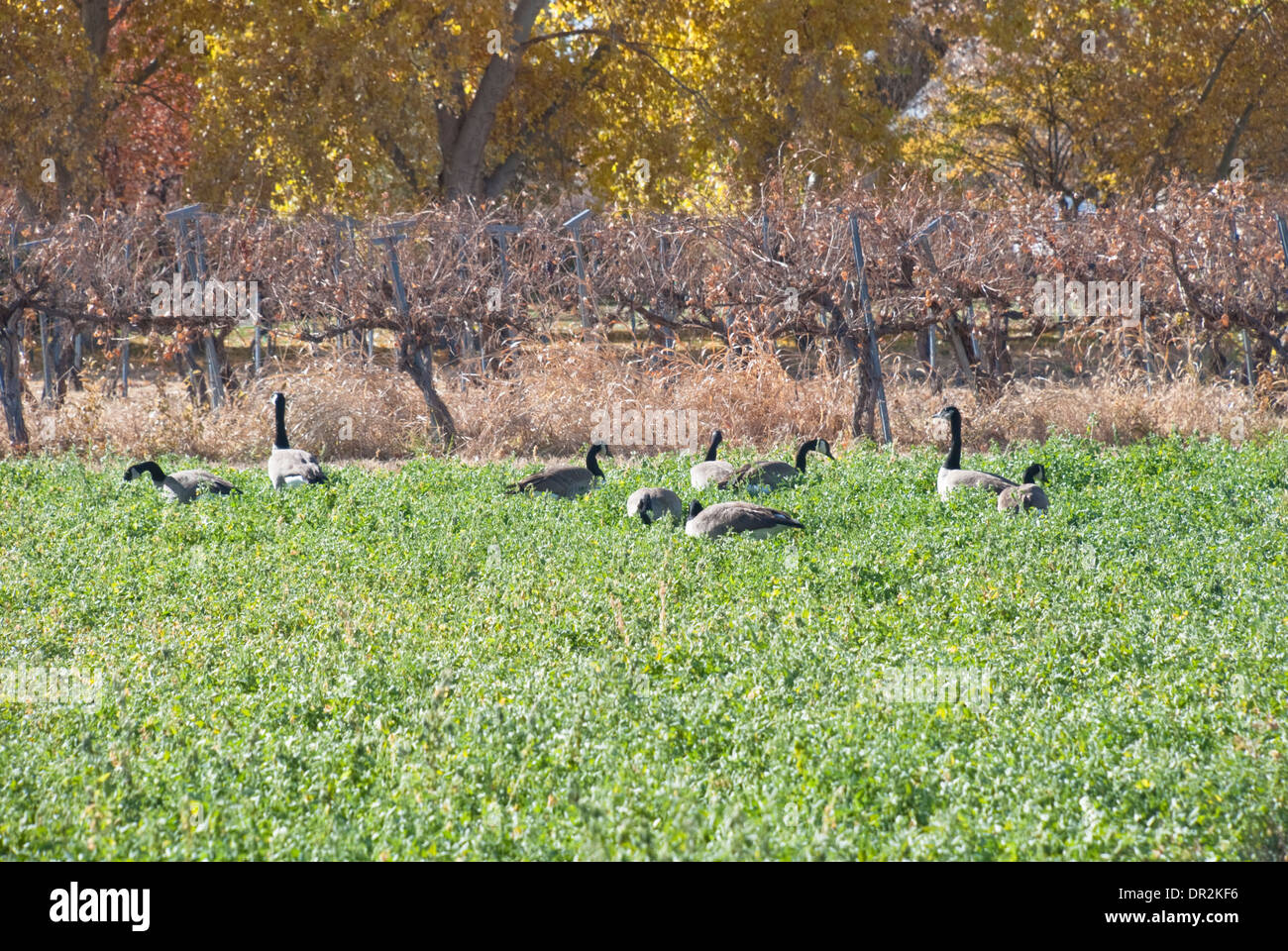 Albuquerque autumn fall hi-res stock photography and images - Alamy
