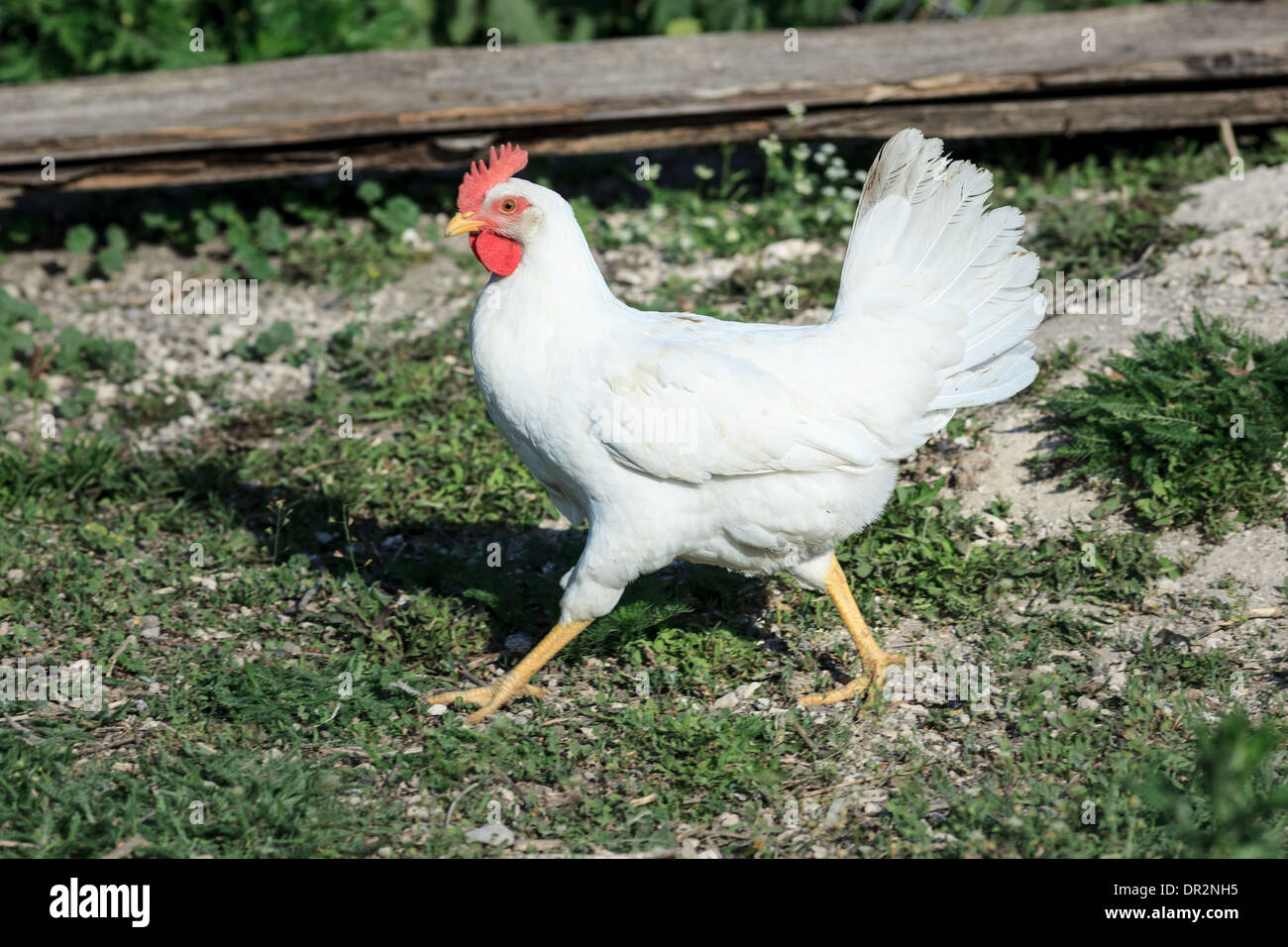 Hen outside in the countryside Stock Photo - Alamy