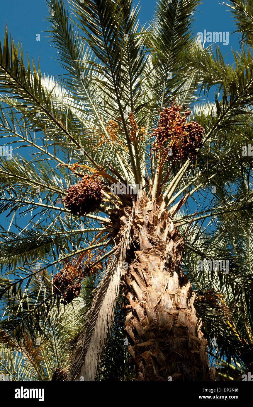 Palm tree in Zagora, Marocco Stock Photo - Alamy