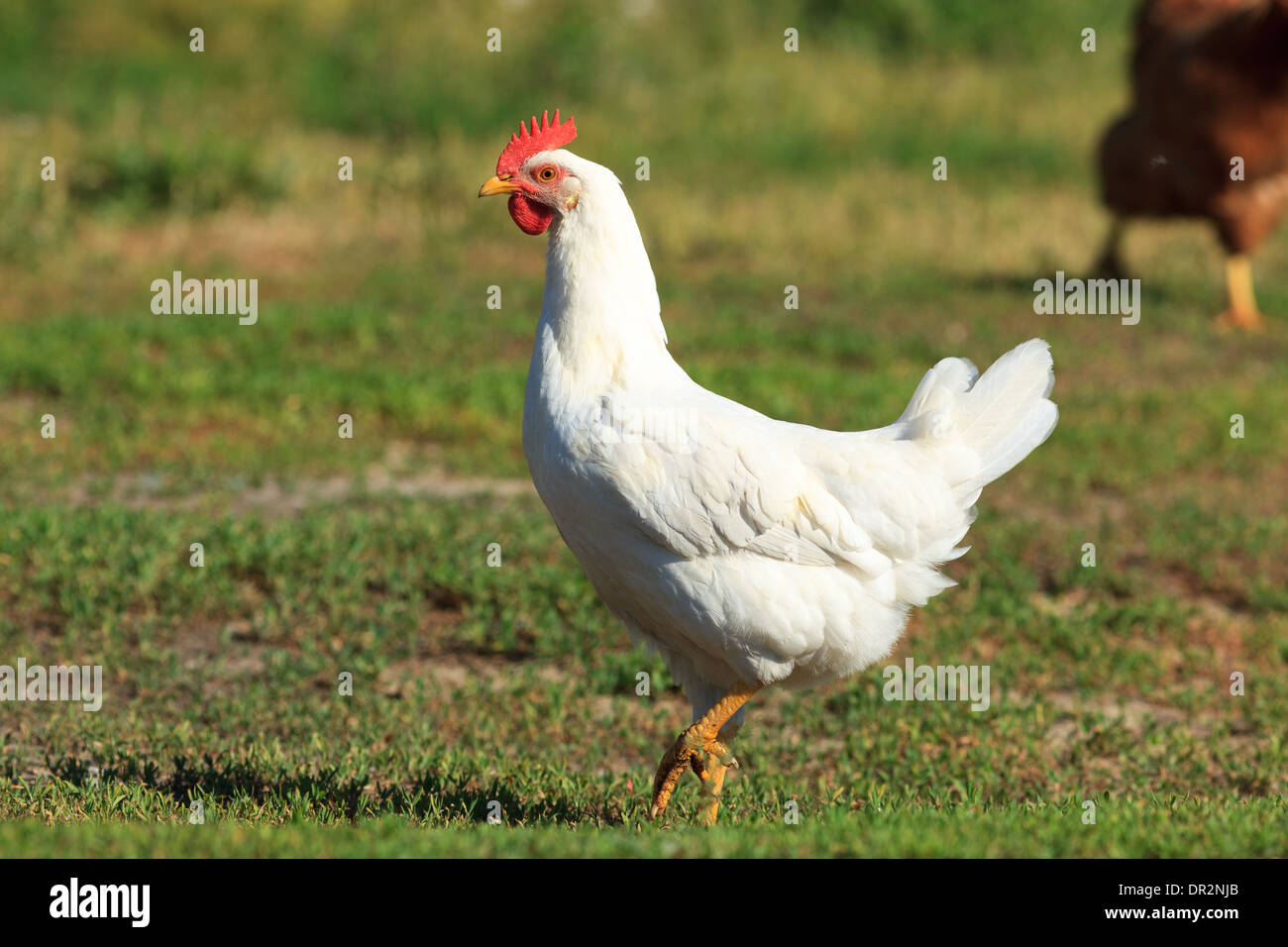 Hen and chicken plant hi-res stock photography and images - Alamy