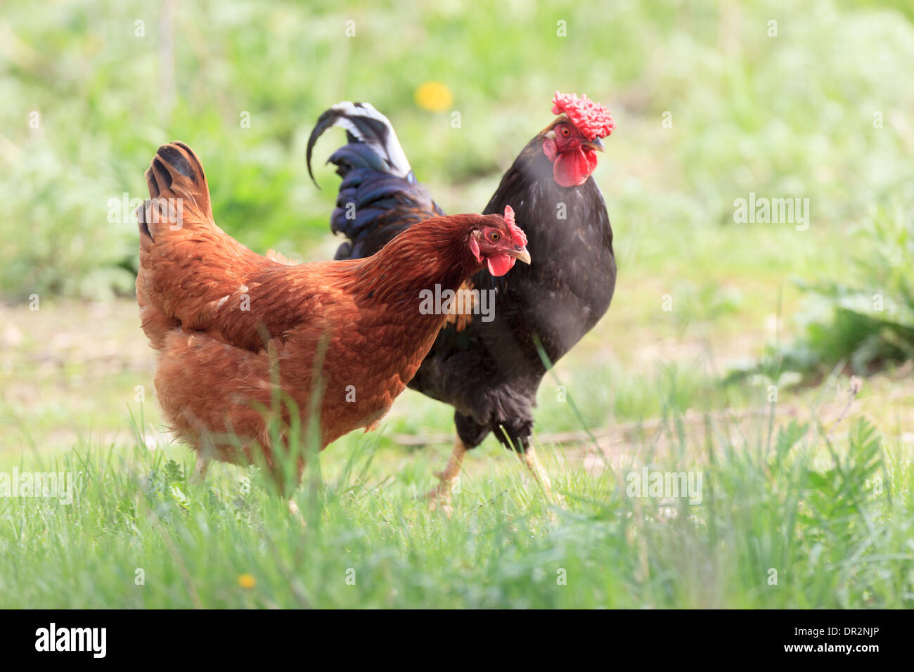Hen outside in the countryside Stock Photo - Alamy