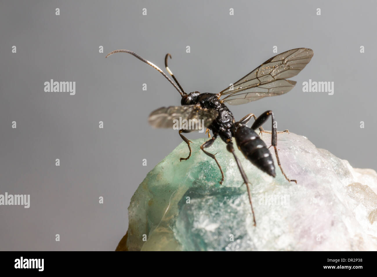 The Ichneumon Wasp Stock Photo - Alamy