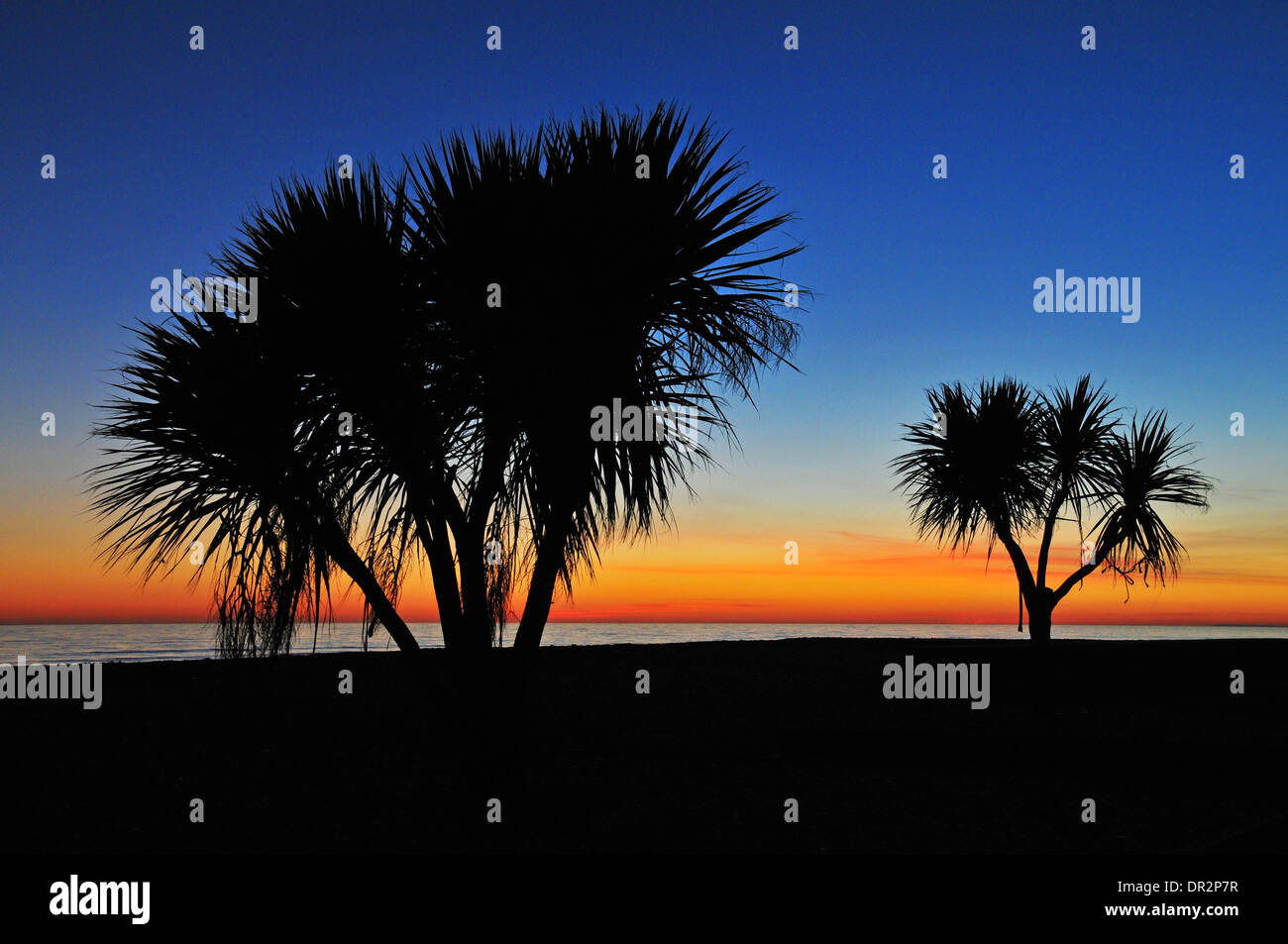 Worthing palm trees hi-res stock photography and images - Alamy