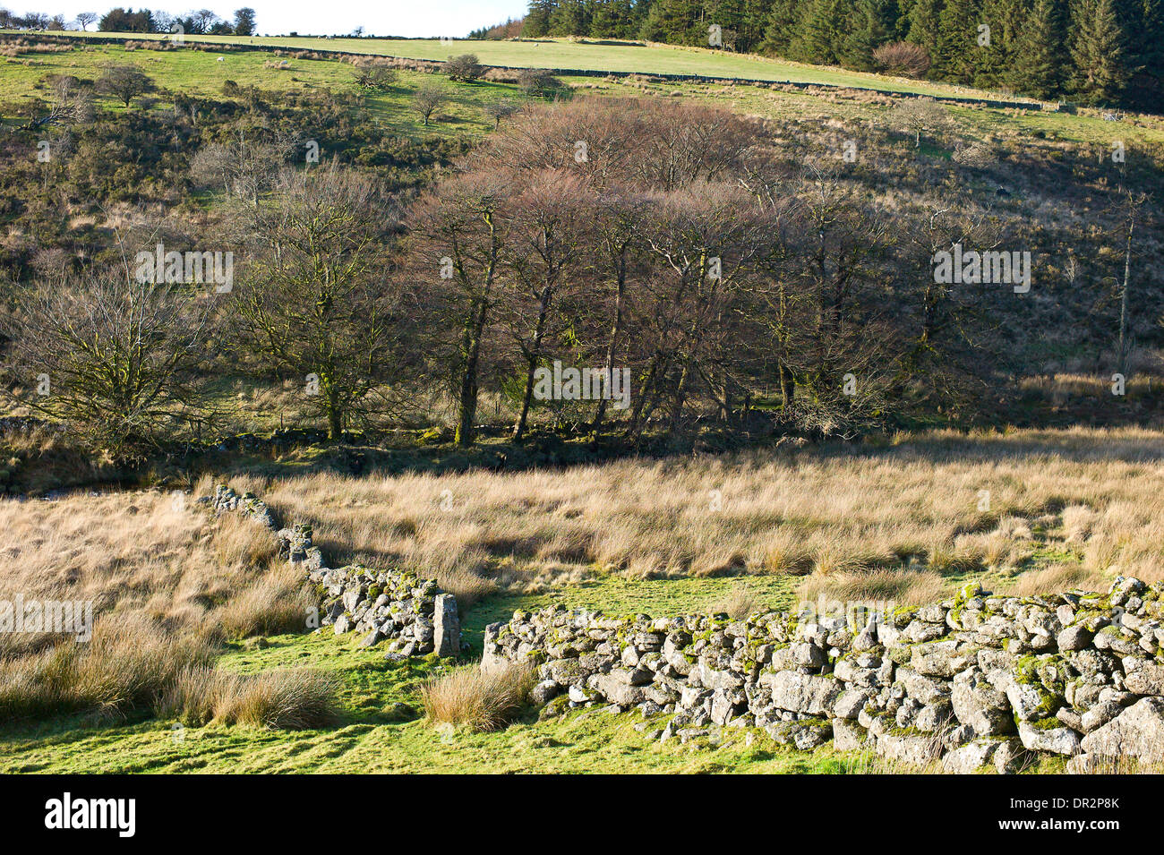 West Dart river valley and Beardown Hill near Two Bridges, Dartmoor ...