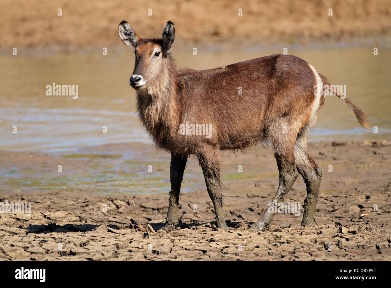 Water_buck hi-res stock photography and images - Alamy