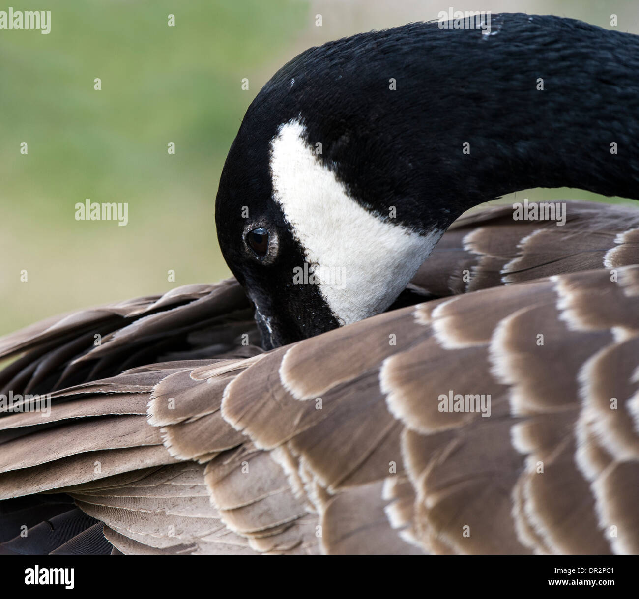 Canada goose preening behaviour hi-res stock photography and images - Alamy