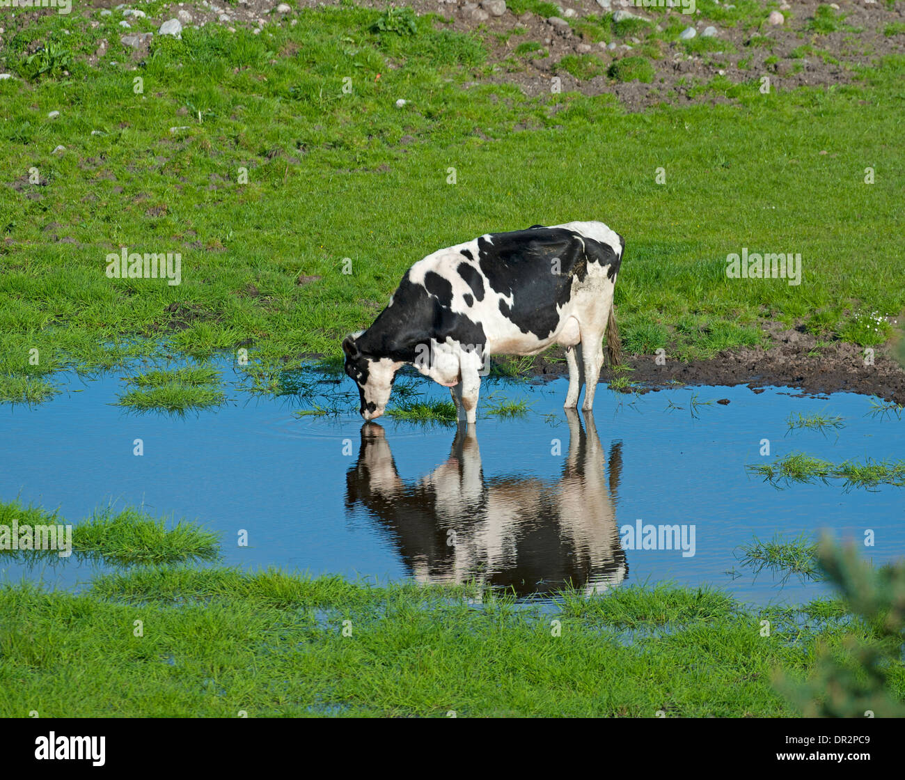 An Holstein Friesian cow drinking from a flooded pool in Summer. SCO ...