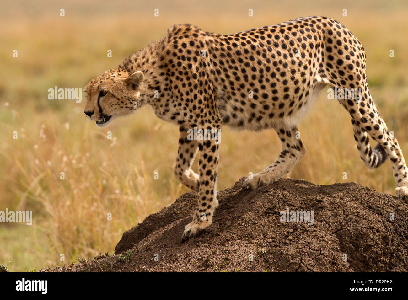 Cheetah acinonyx hi-res stock photography and images - Alamy