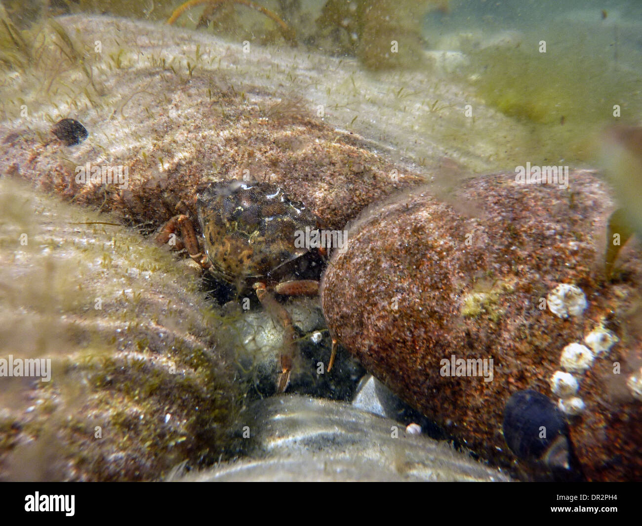 Underwater Photo of a Green Shore Crab - Carcinus maenas Stock Photo ...