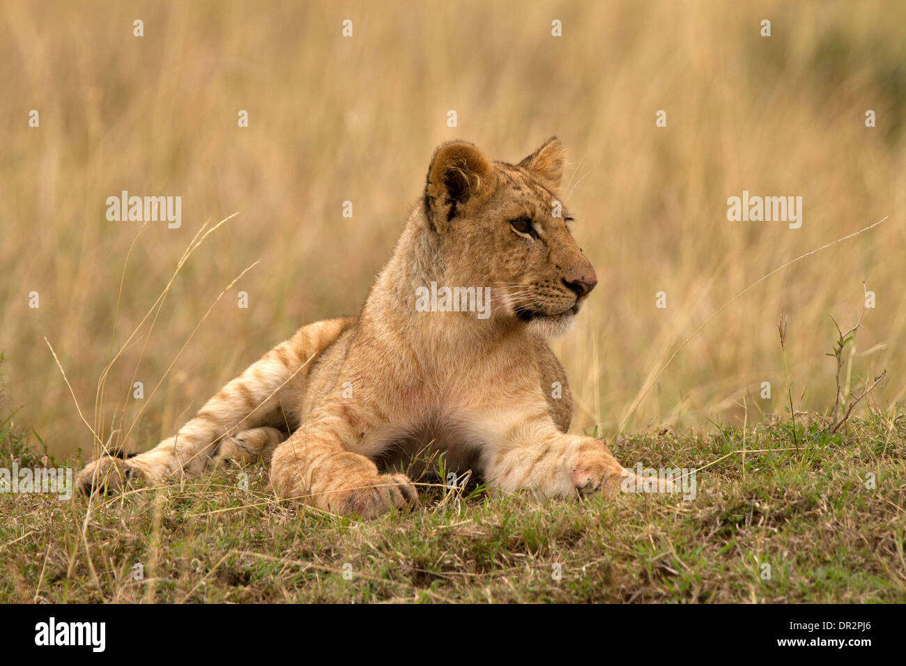 Lion cub, Leo panthera sitting Stock Photo - Alamy