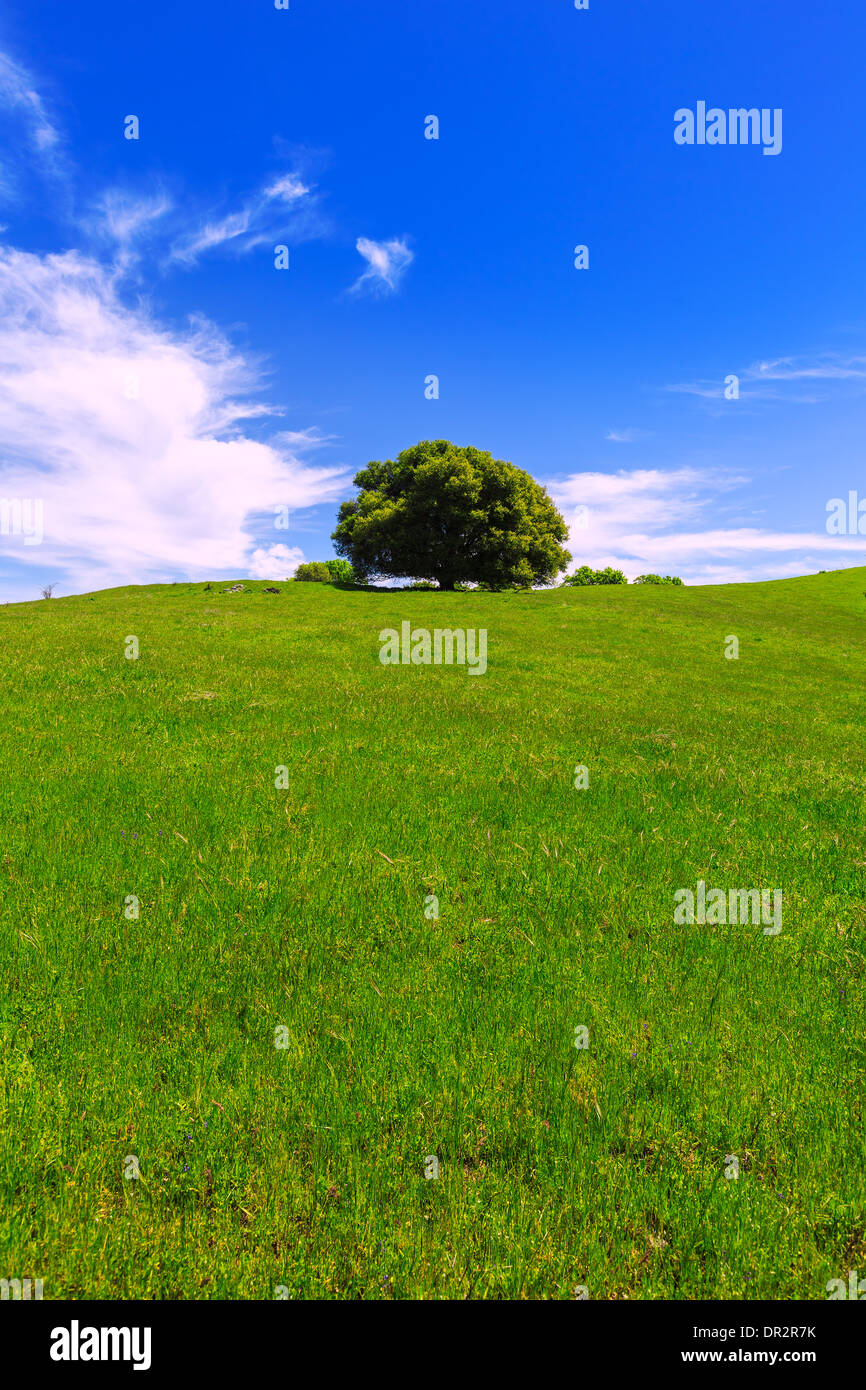 California meadow hills with oak tree in USA Stock Photo - Alamy