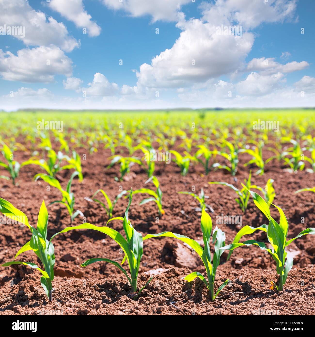 Corn fields sprouts in rows in California agriculture plantation USA ...