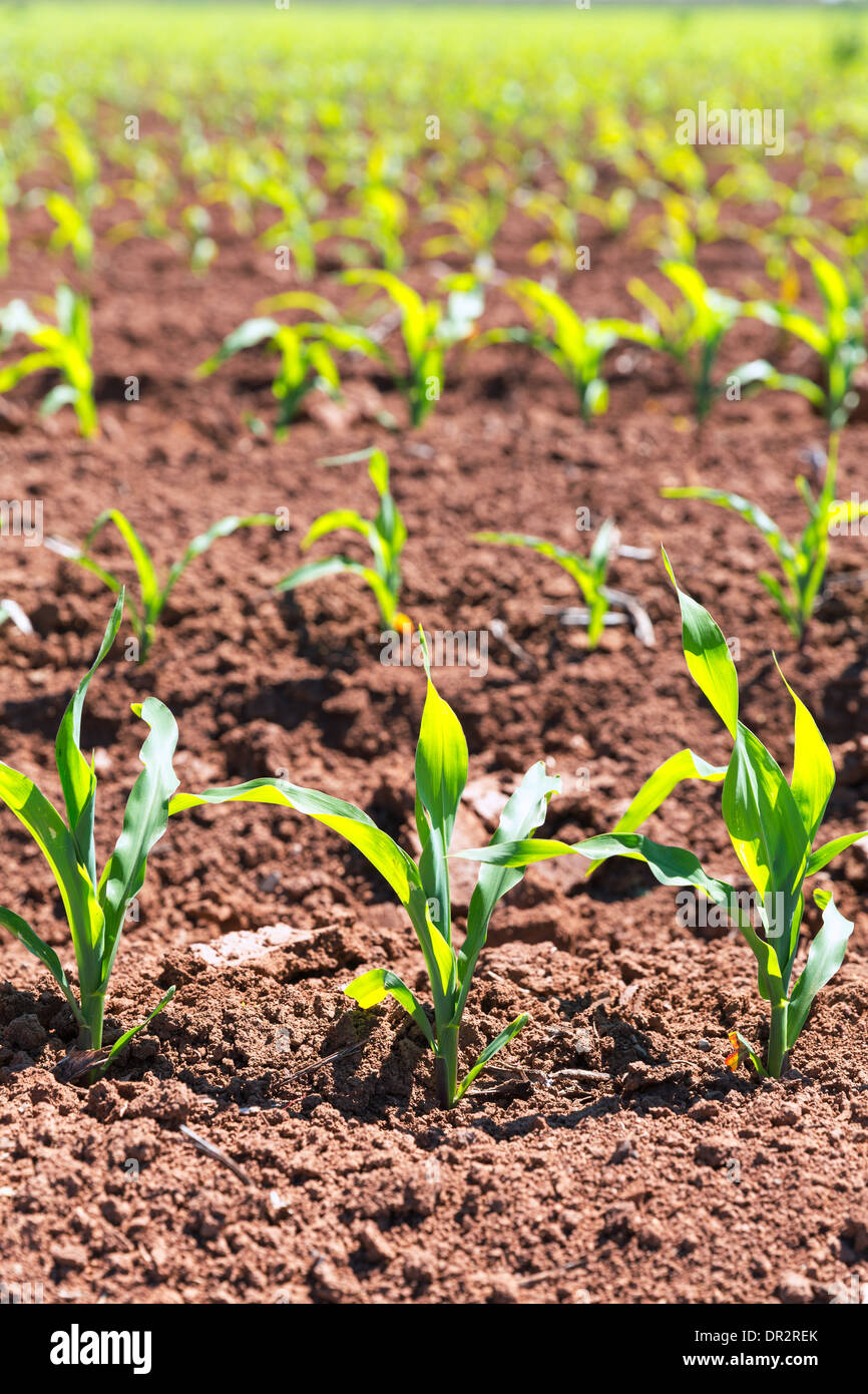 Maize plantation united states hi-res stock photography and images - Alamy