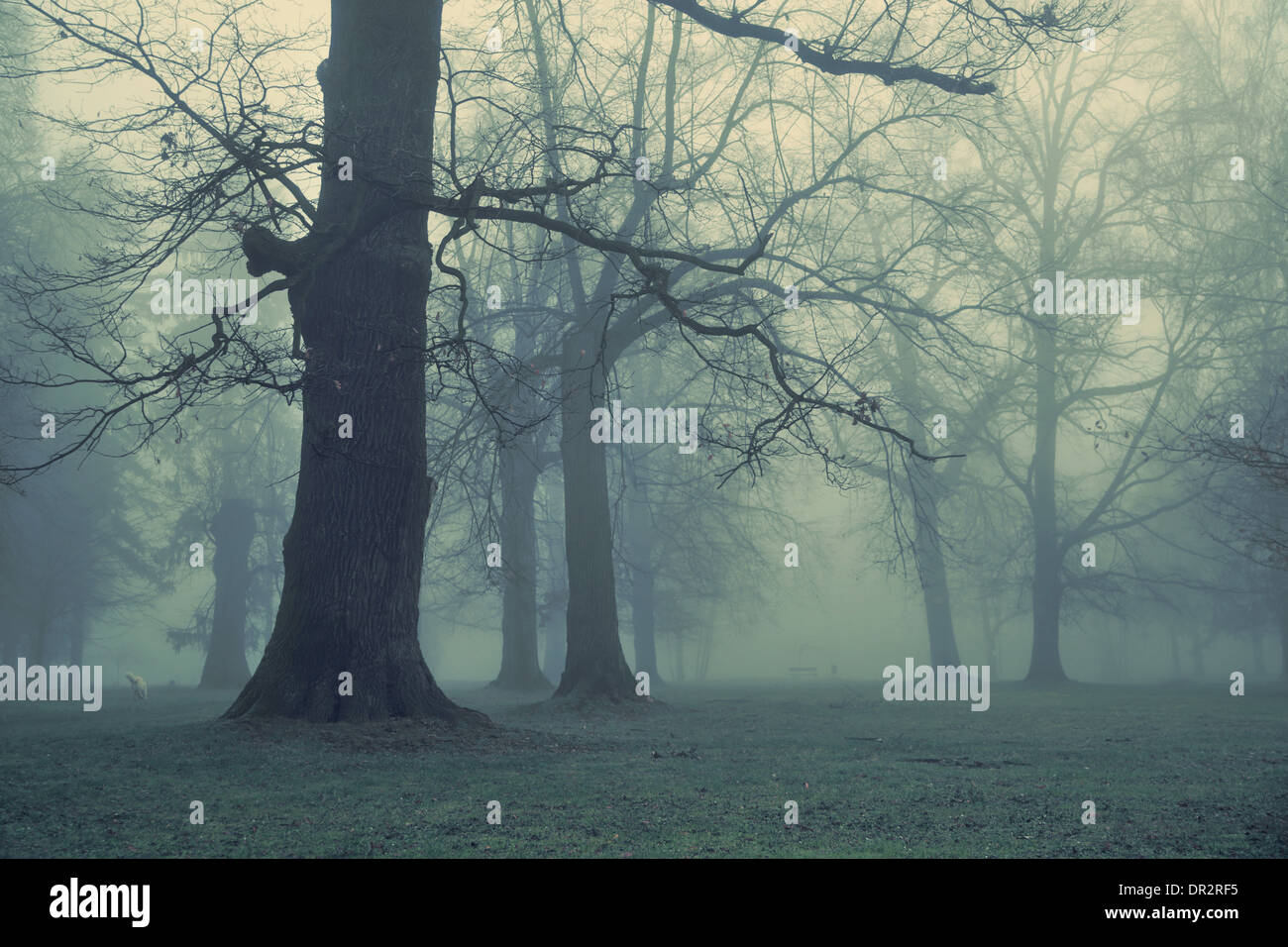 Picture of huge tree in the forest Stock Photo - Alamy