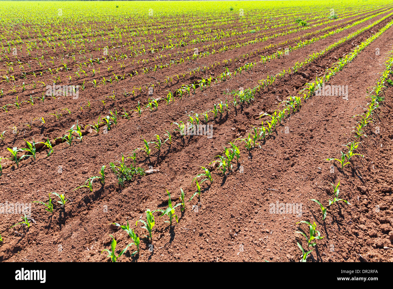 Maize harvesting usa hi-res stock photography and images - Alamy